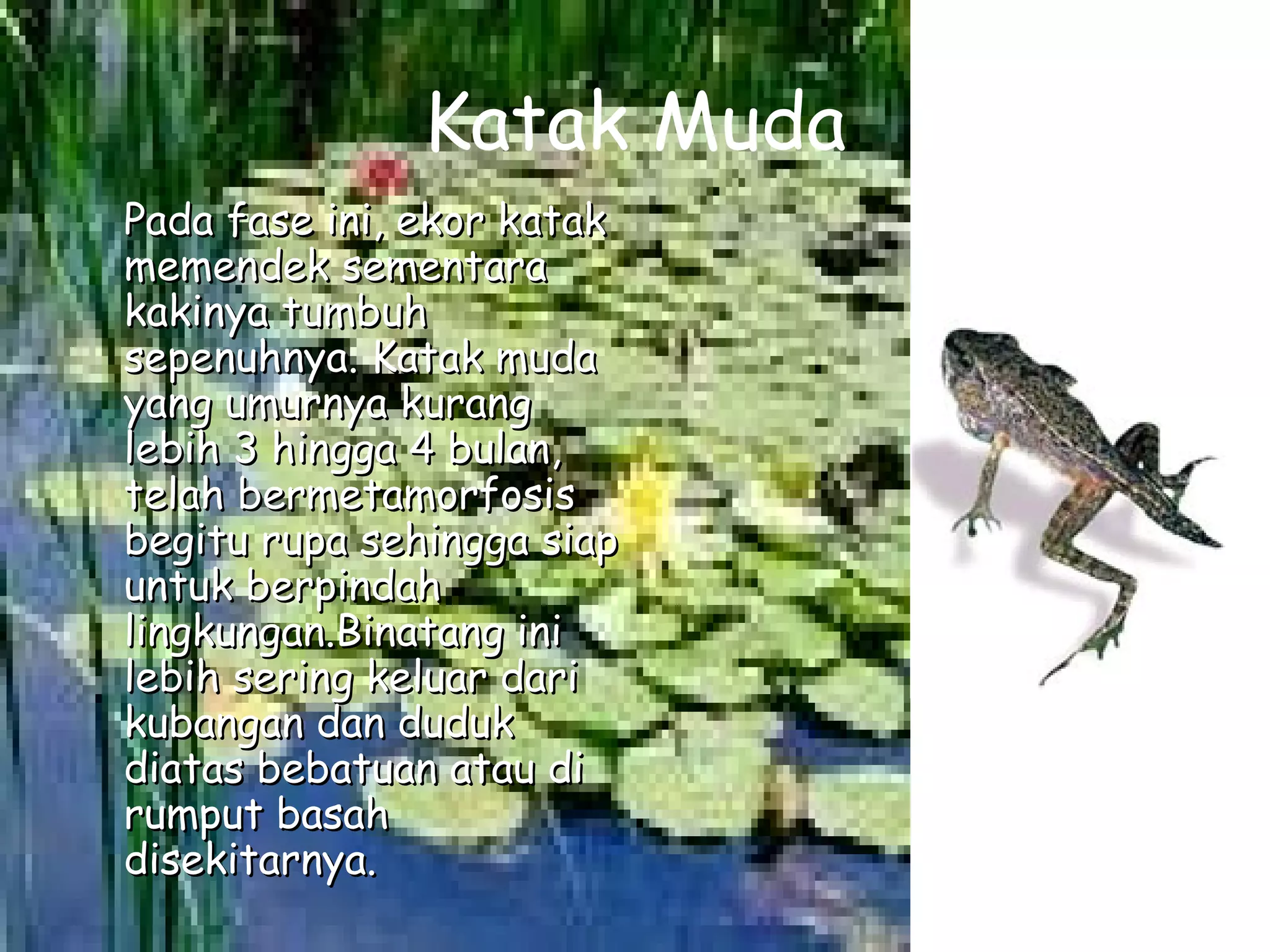 Metamorfosis katak | PPT