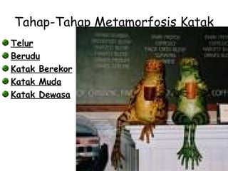 Metamorfosis katak | PPT