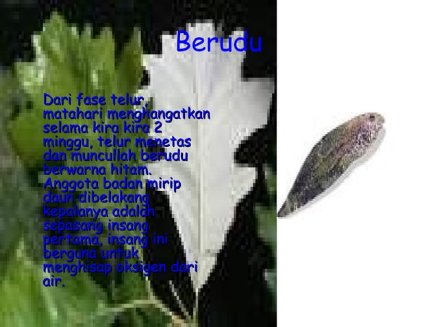 Metamorfosis katak | PPT