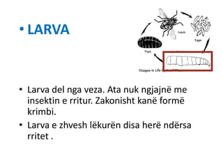 Metamorfozat | PPT | Free Download