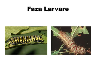 Metamorfozat | PPT | Free Download