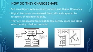 Metamorphic robots.ppt