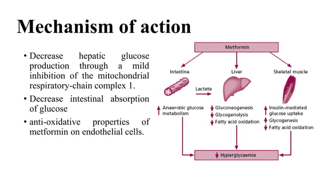 Metamorphin | PPTX | Endocrine and Metabolic Diseases | Diseases and ...