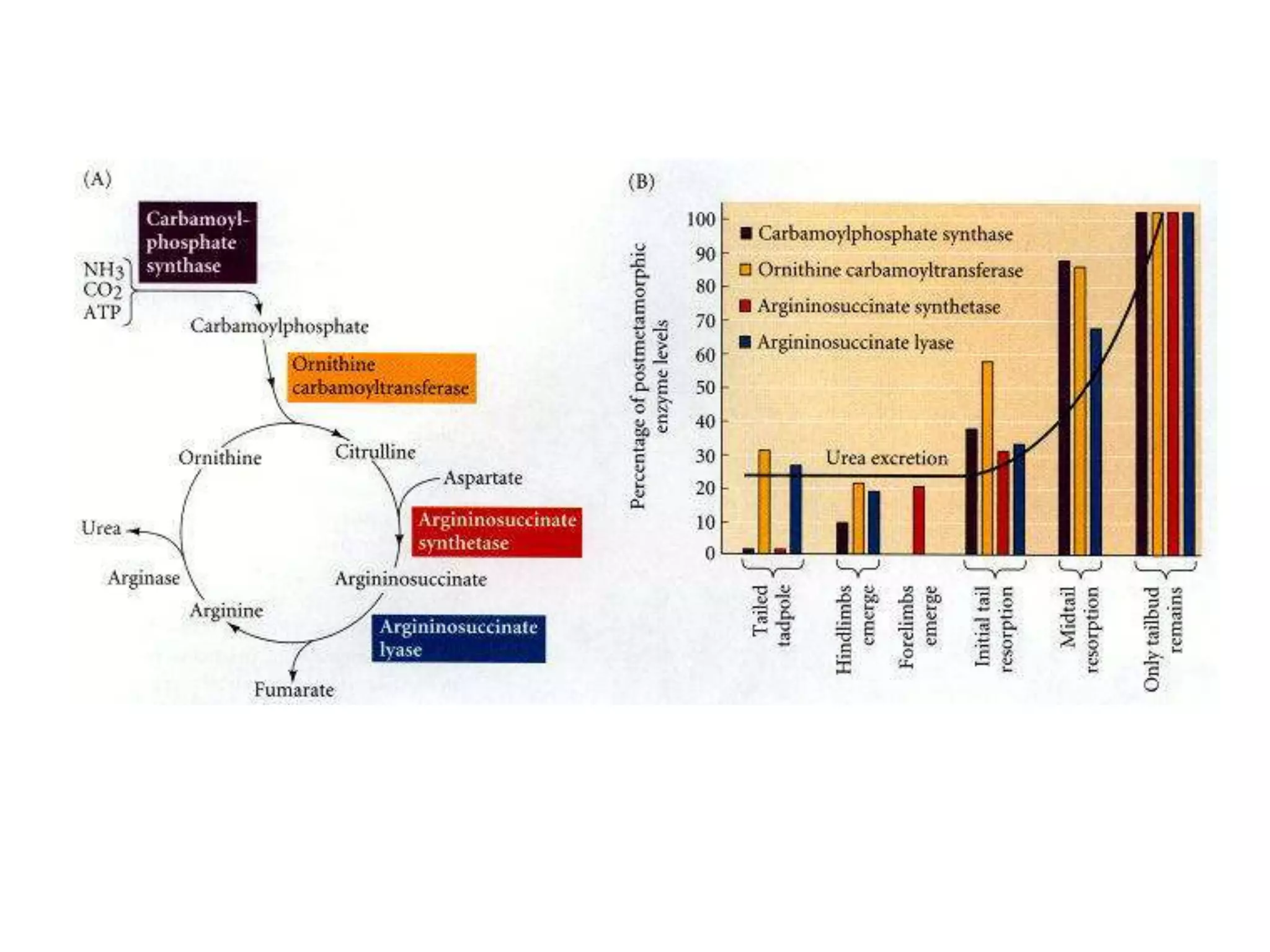 Amphibian Metamorphosis | PPTX