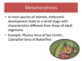 Amphibian Metamorphosis | PPTX