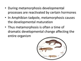 Amphibian Metamorphosis | PPTX