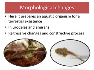 Amphibian Metamorphosis | PPTX