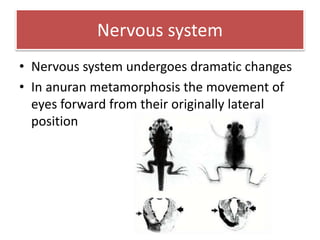 Amphibian Metamorphosis | PPTX