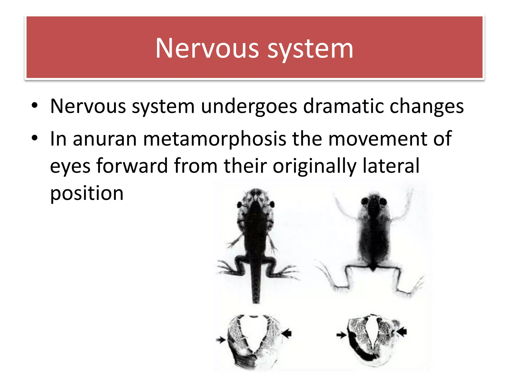 Amphibian Metamorphosis | PPTX