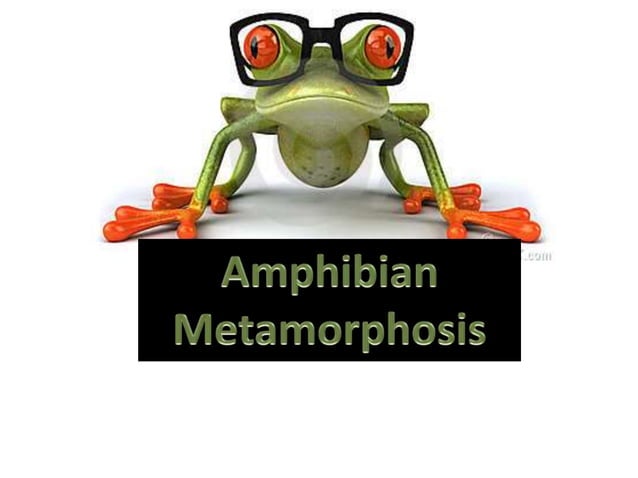 Amphibian Metamorphosis | PPTX