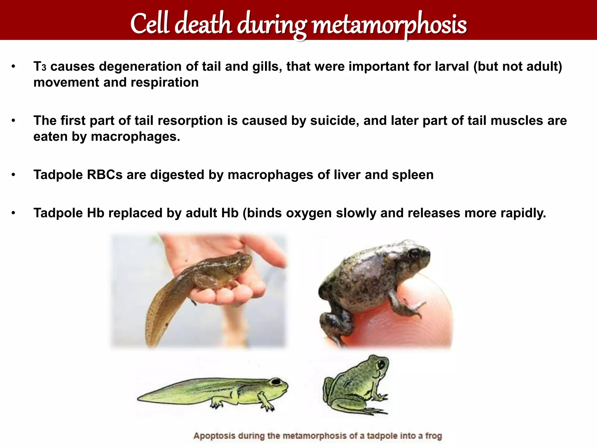 Metamorphosis-amphibians, hormonal control | PPTX