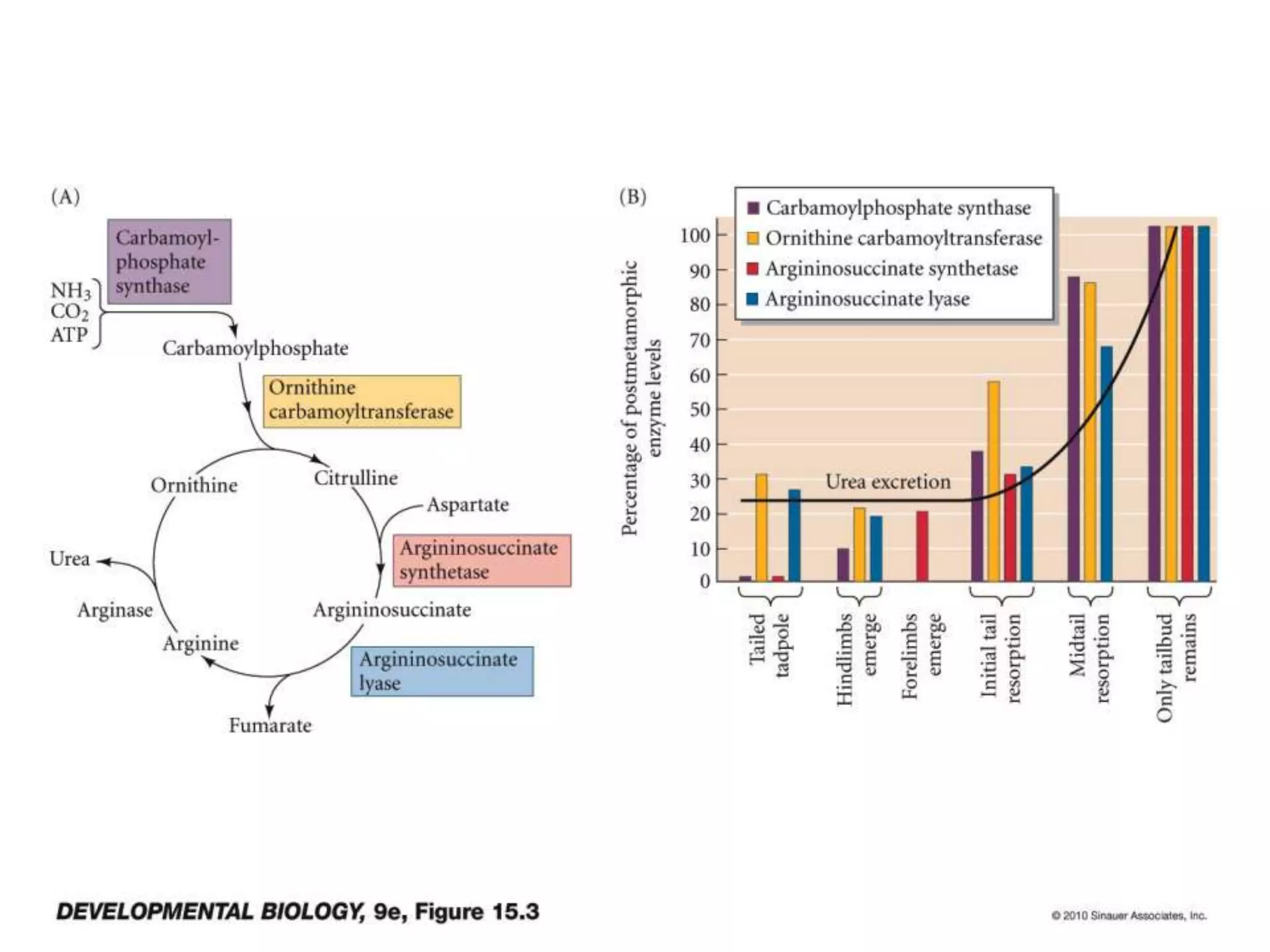 Metamorphosis Amphibians Hormonal Control Ppt