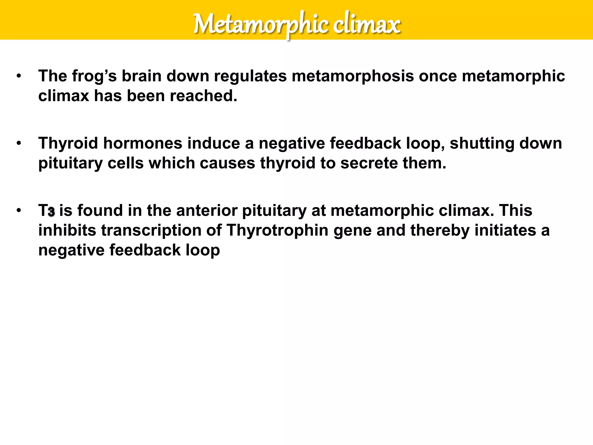 Metamorphosis-amphibians, hormonal control | PPTX