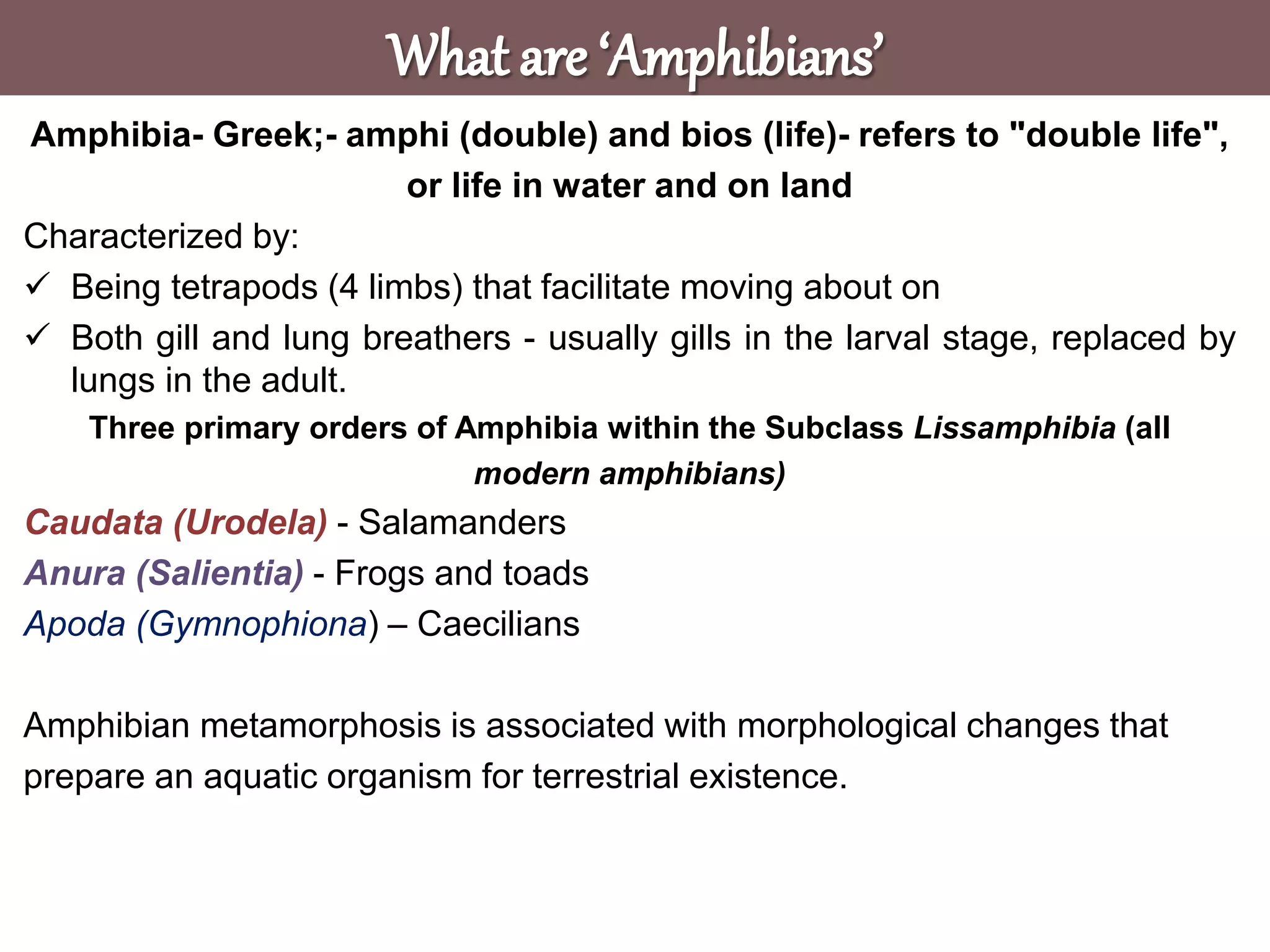 Metamorphosis-amphibians, hormonal control | PPTX