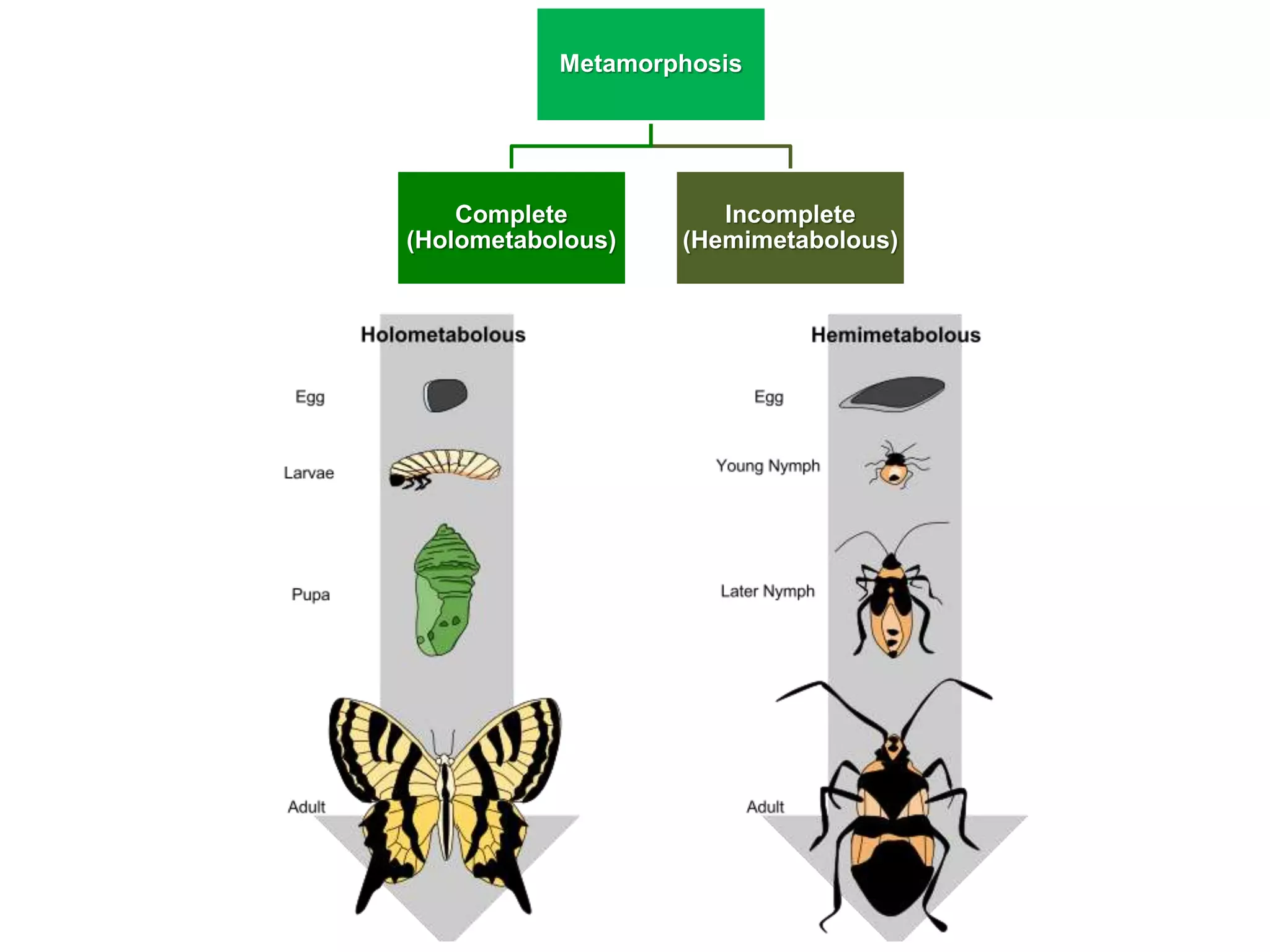 Metamorphosis-amphibians, hormonal control | PPTX
