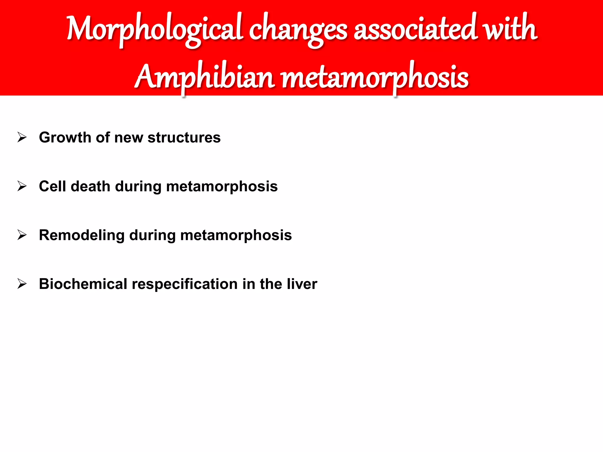 Metamorphosis-amphibians, hormonal control | PPTX