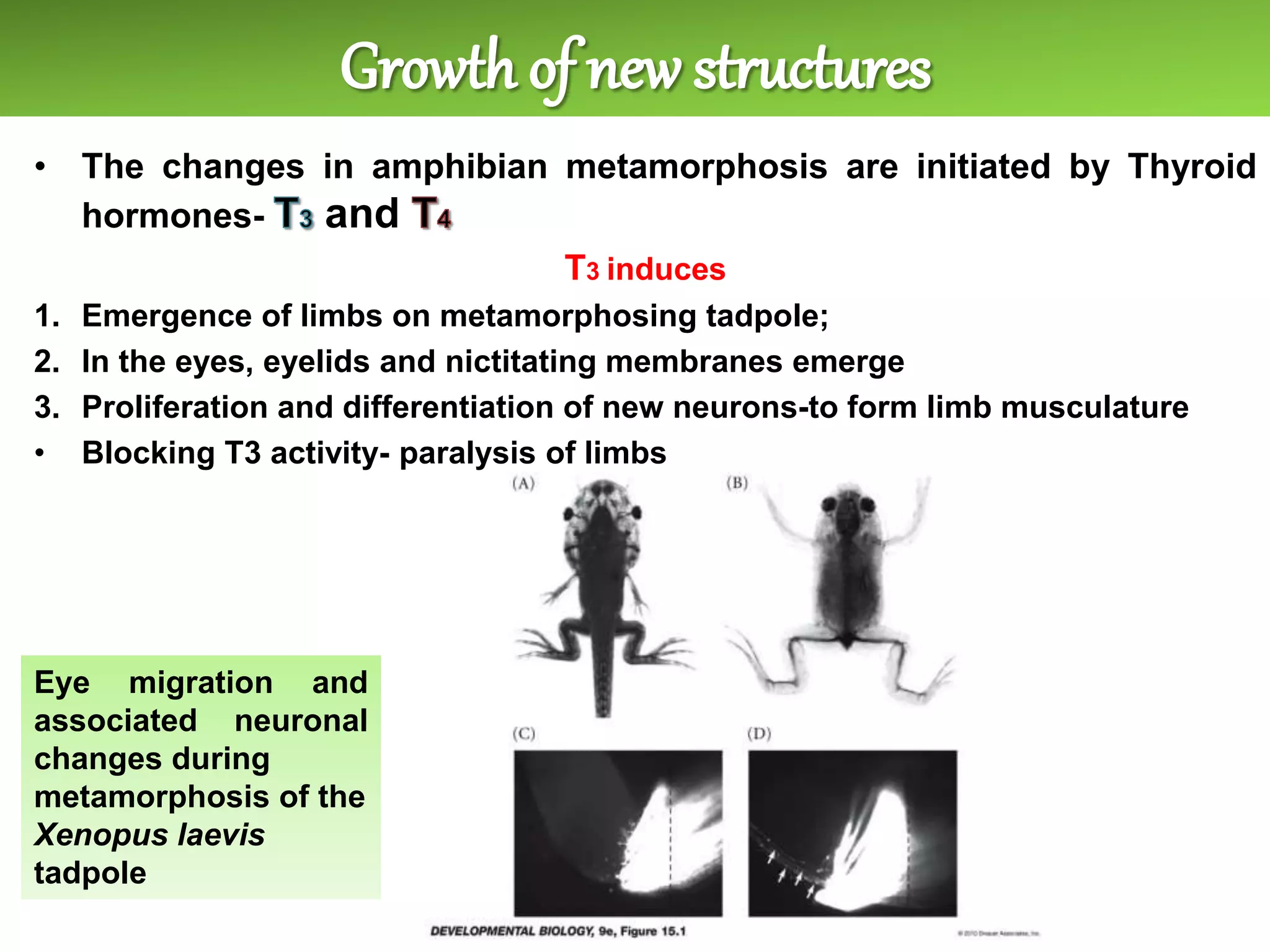 Metamorphosis-amphibians, hormonal control | PPTX