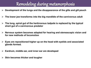 Metamorphosis-amphibians, hormonal control | PPTX