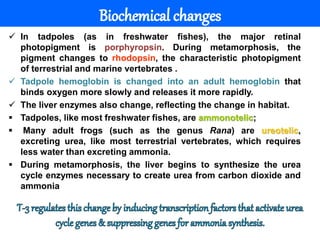 Metamorphosis-amphibians, hormonal control | PPTX