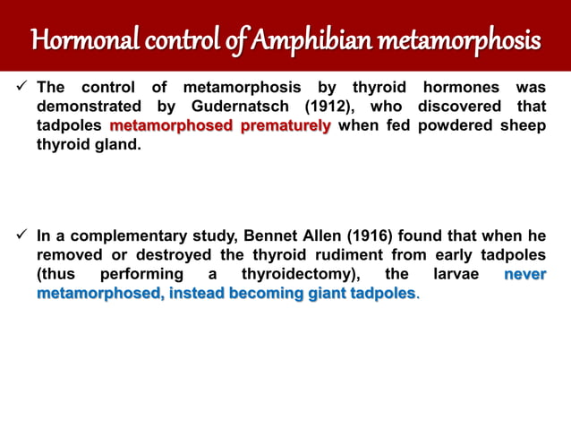 Metamorphosis-amphibians, hormonal control | PPTX