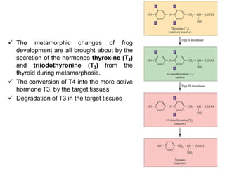 Metamorphosis-amphibians, hormonal control | PPTX