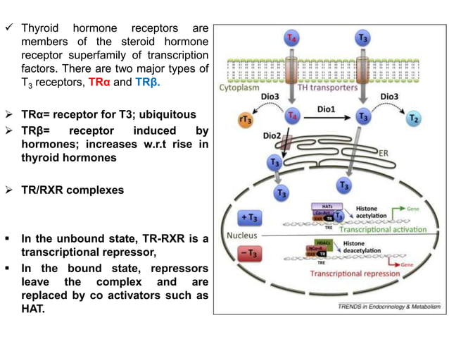 Metamorphosis-amphibians, hormonal control | PPTX