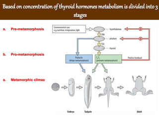 Metamorphosis-amphibians, hormonal control | PPTX