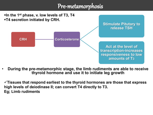 Metamorphosis-amphibians, hormonal control | PPTX
