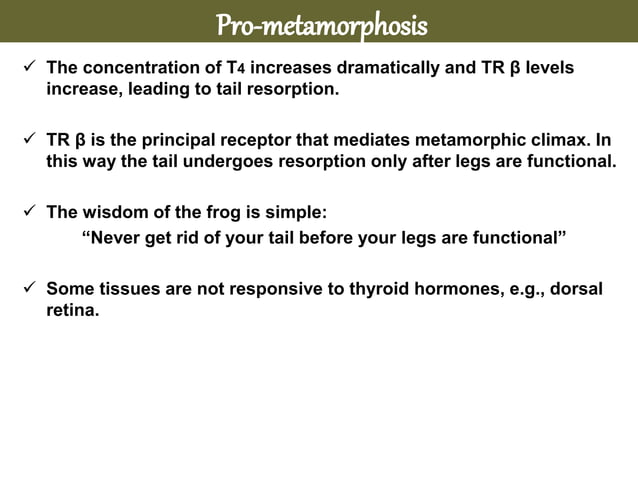 Metamorphosis-amphibians, hormonal control | PPTX