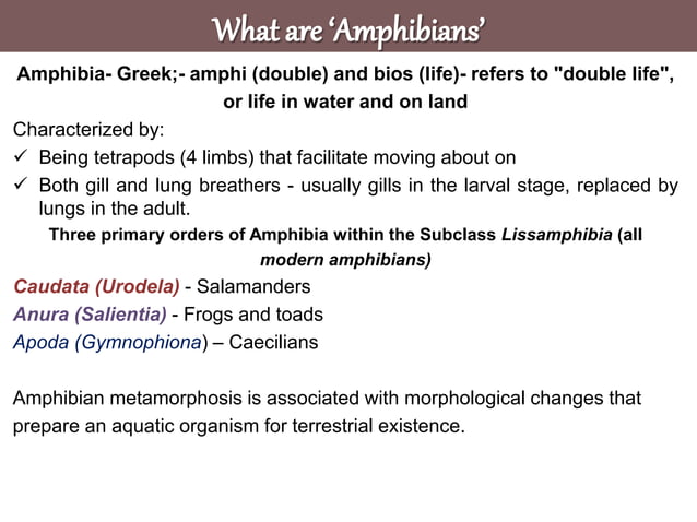 Metamorphosis-amphibians, hormonal control | PPTX