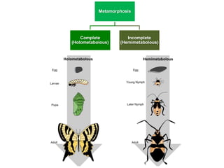 Metamorphosis-amphibians, hormonal control | PPTX
