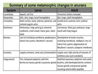 Metamorphosis-amphibians, hormonal control | PPTX