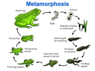 Metamorphosis-amphibians, hormonal control | PPTX