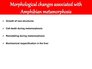 Metamorphosis-amphibians, hormonal control | PPTX