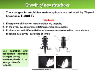 Metamorphosis-amphibians, hormonal control | PPTX