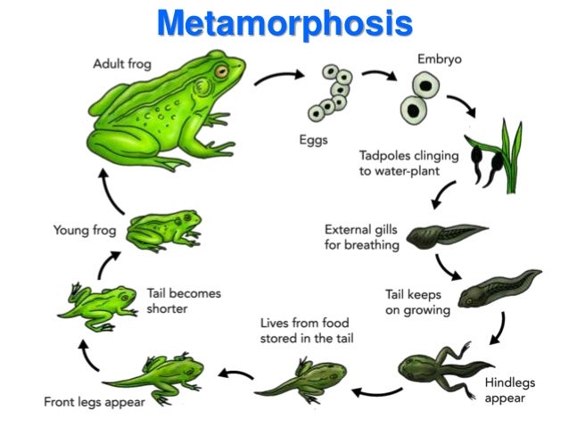 Metamorphosis-amphibians, hormonal control