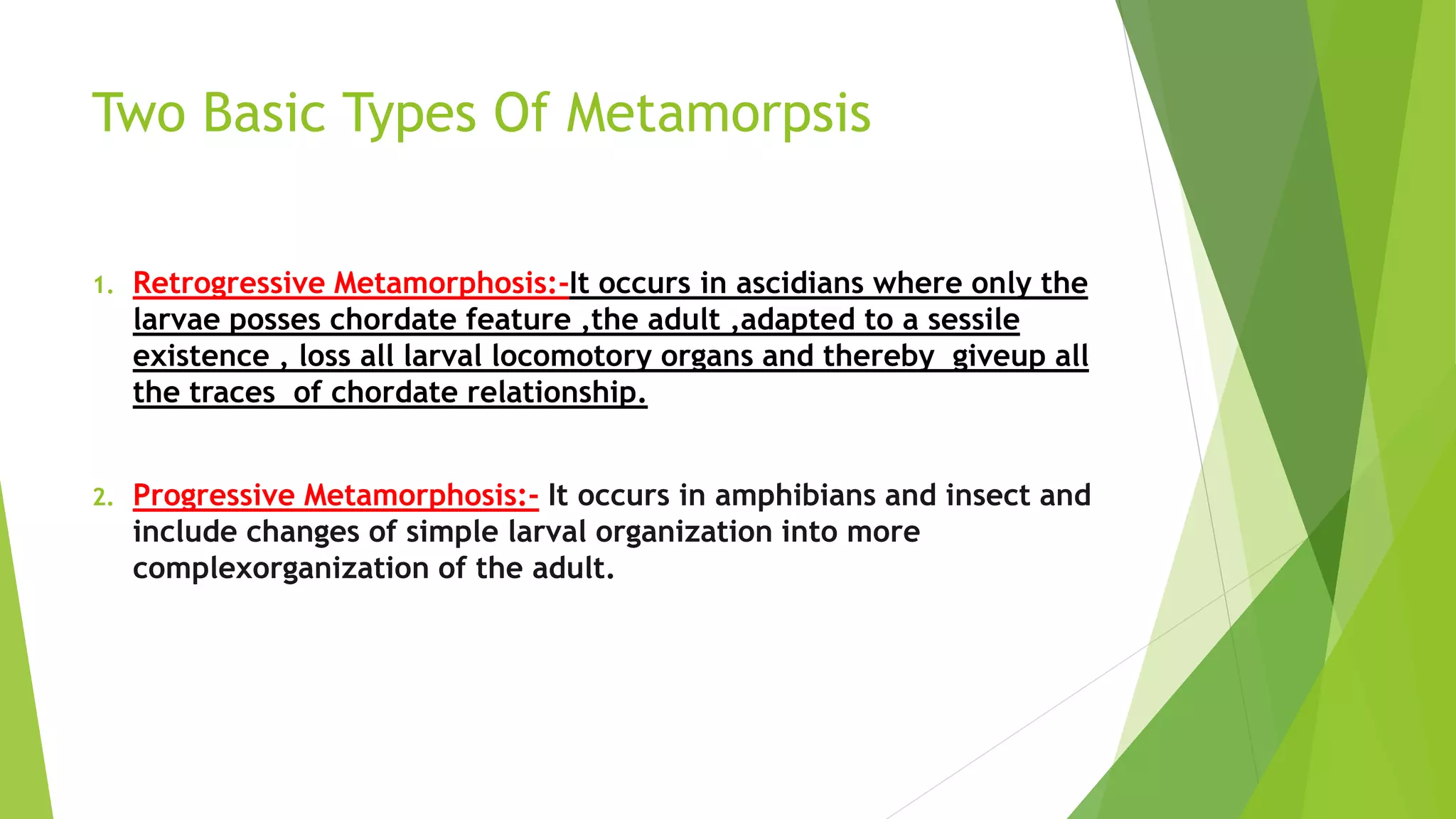 Metamorphosis | PPTX