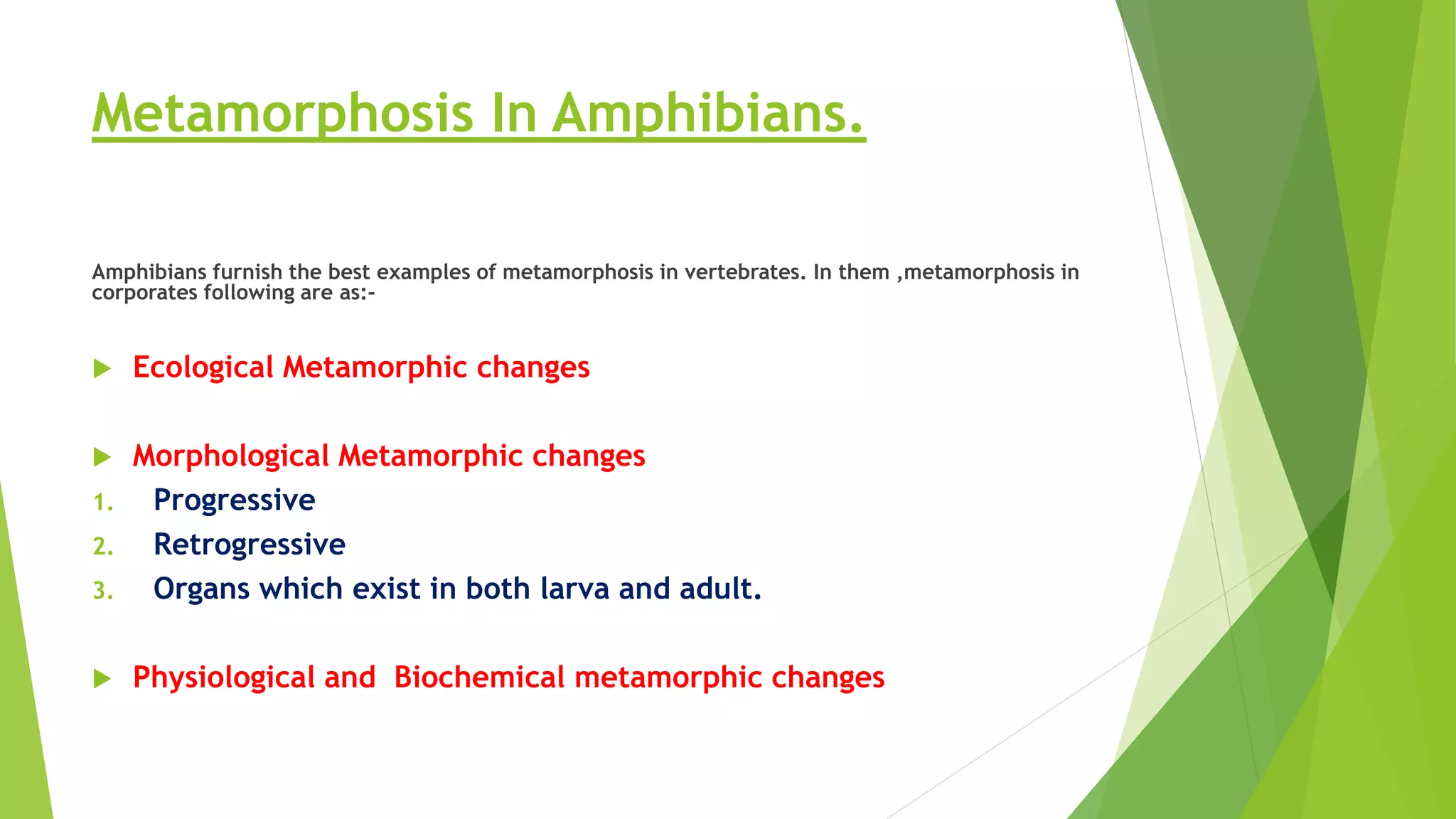 Metamorphosis | PPTX