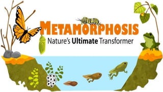 Metamorphosis | PPTX