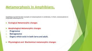 Metamorphosis | PPTX