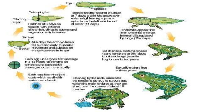 Metamorphosis | PPTX | Biological Sciences | Science