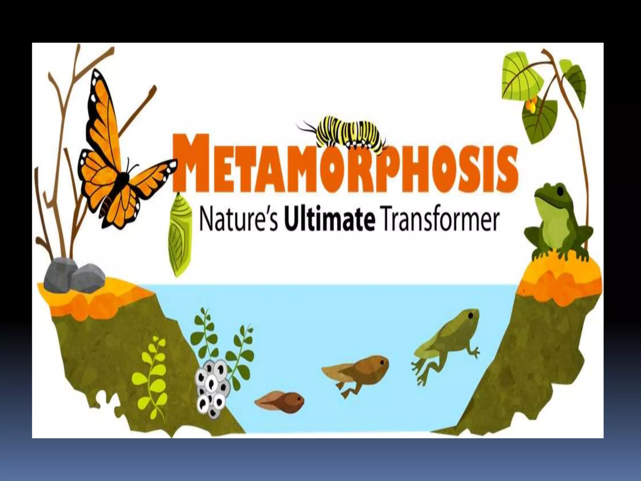 Metamorphosis in frog | PPTX
