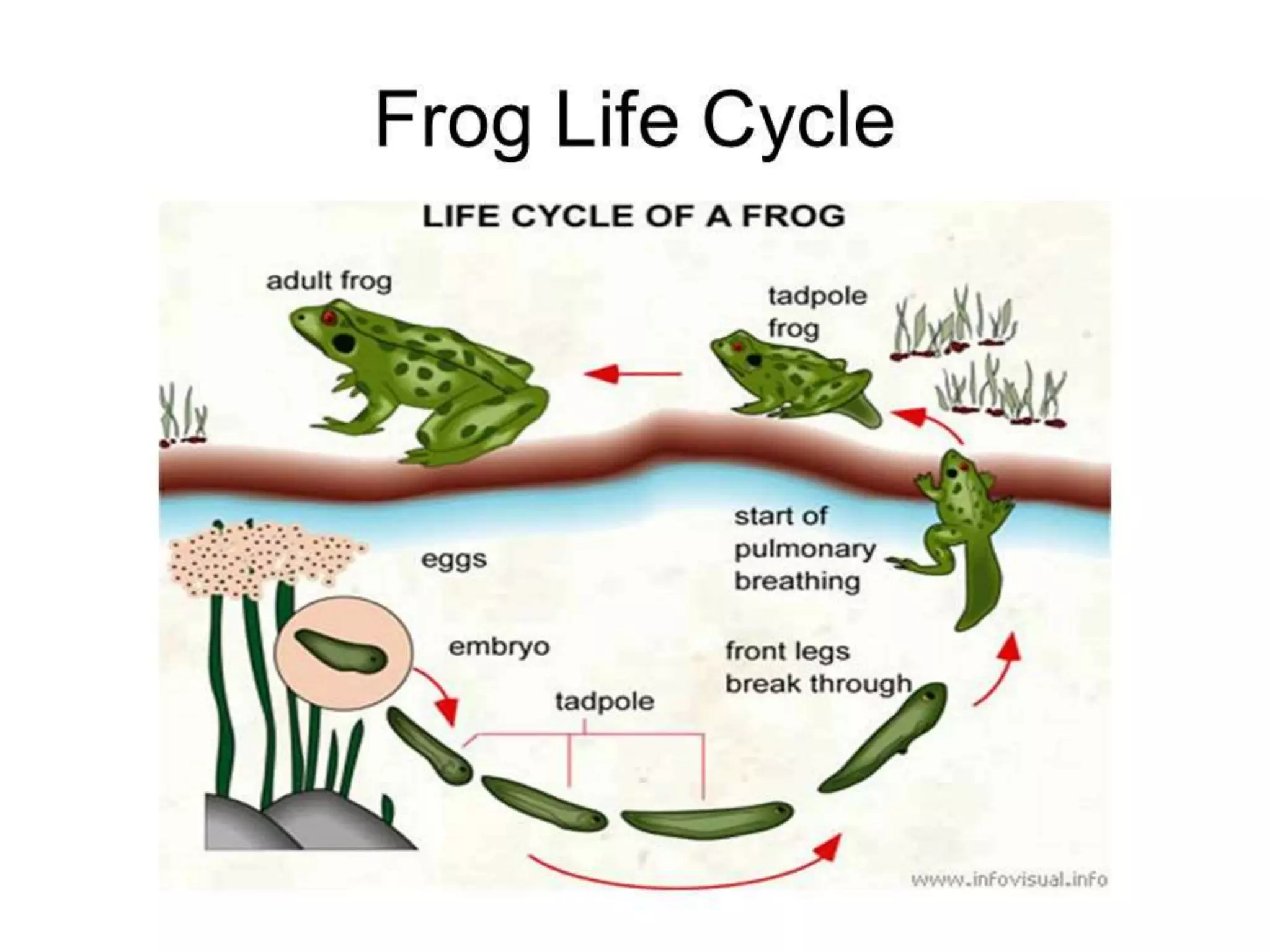 Metamorphosis in frog | PPTX