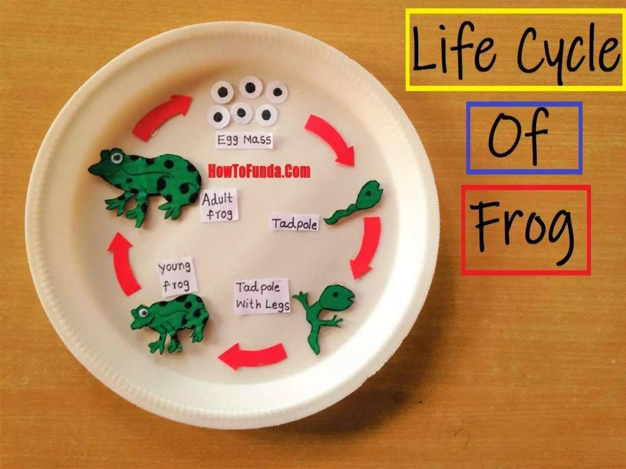 Metamorphosis in frog | PPTX