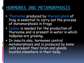 Metamorphosis in frog | PPTX