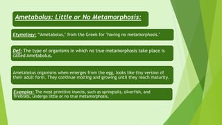 Metamorphosis | PPTX