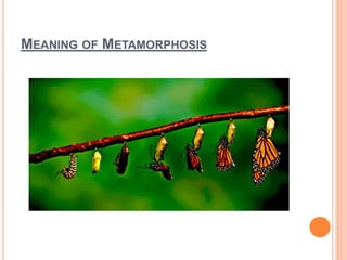 Metamorphosis- presentation by Ami Sojitra | PPT | Free Download