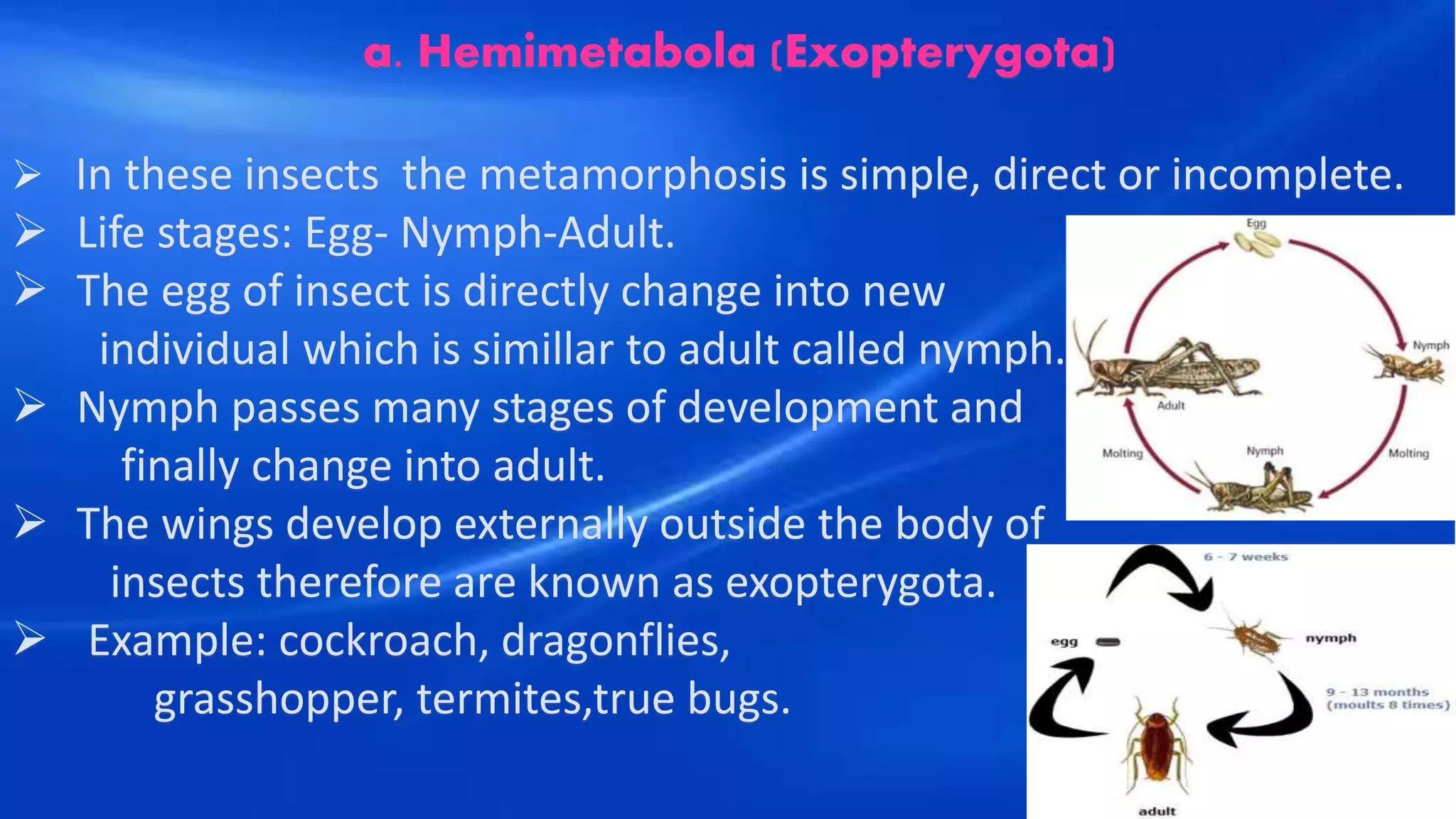 Metamorphosis | PPT