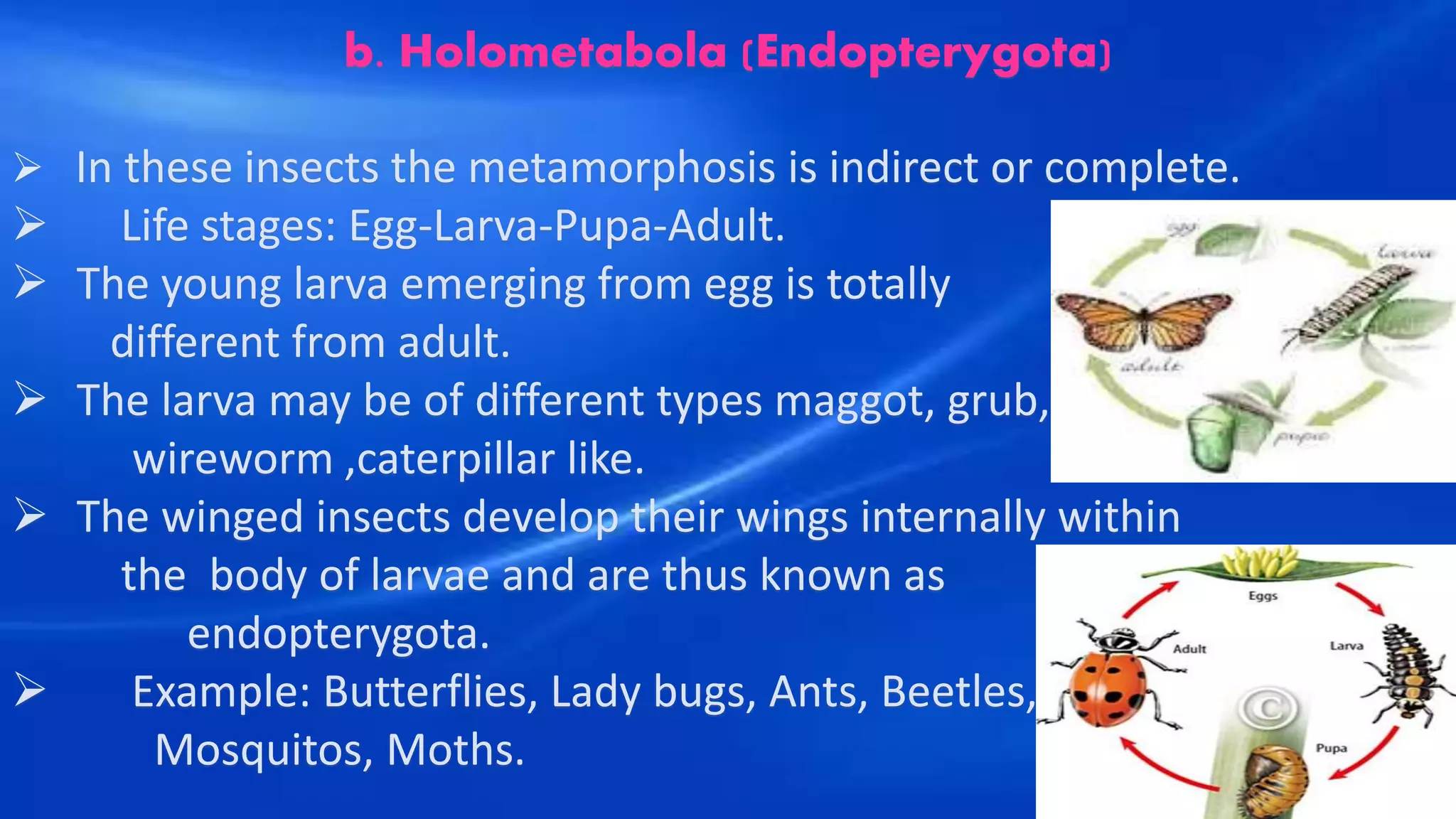 Metamorphosis | PPT