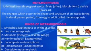 Metamorphosis | PPT